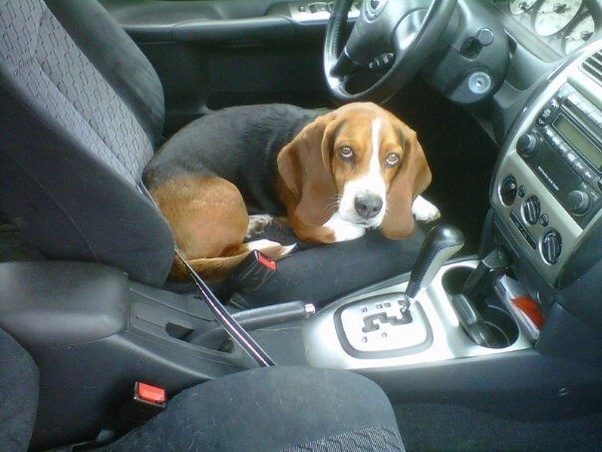 Why Does My Dog Whine in the Car | 4 Core Reasons Explained - Auttomotive